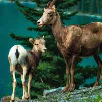 Why Banff is important for Canada? - Banff Everyday Tours