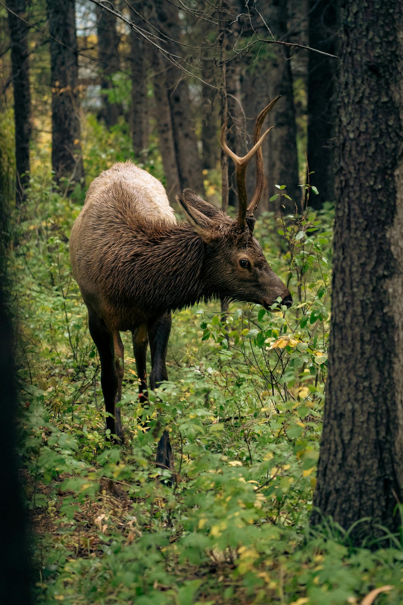 Sustainable Tourism in Banff: How to Explore Banff Responsibly - Banff ...